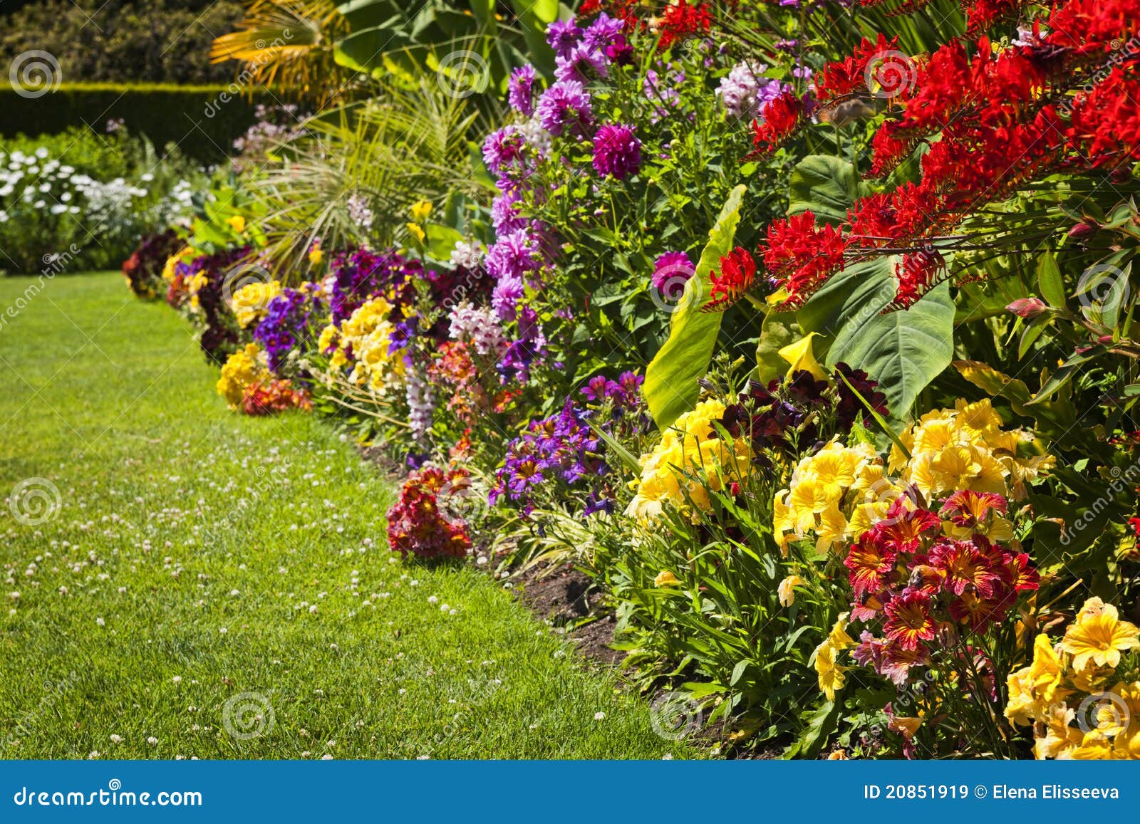 Colorful garden flowers stock image. Image of colourful - 20851919