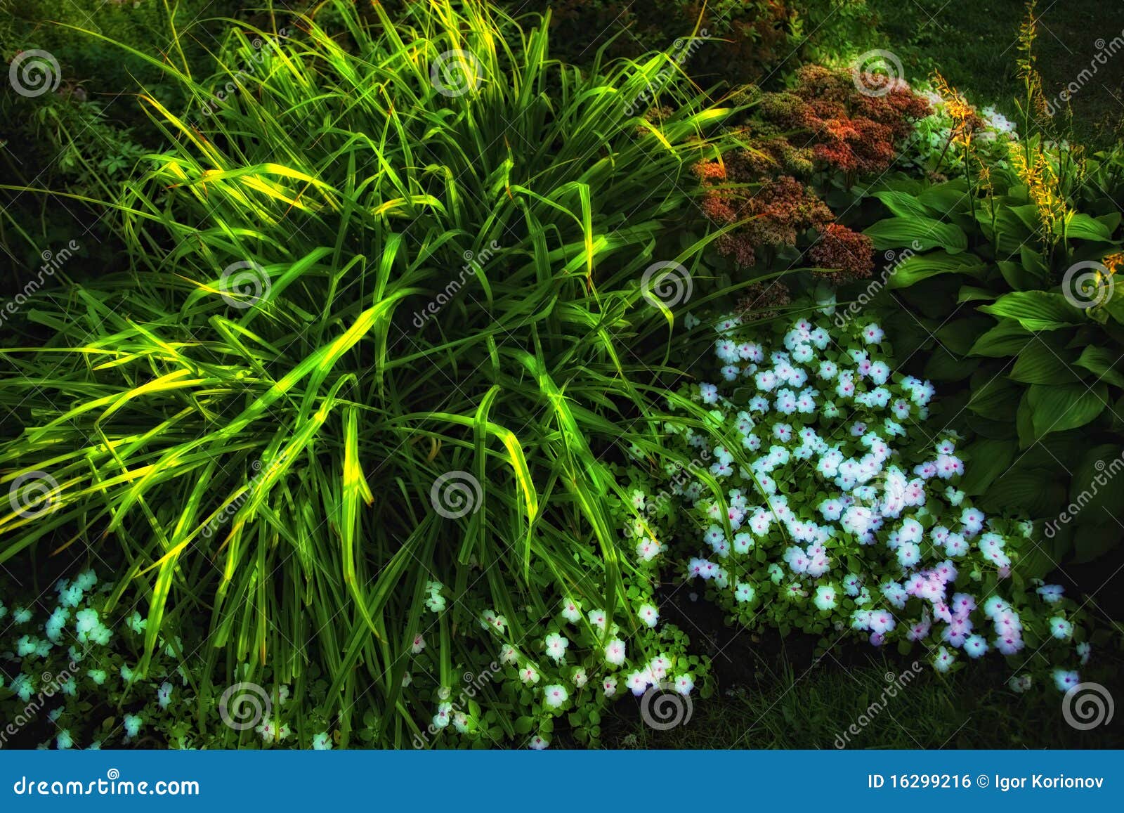 Colorful Garden Flowers with Grass Stock Photo - Image of lush, foliage ...