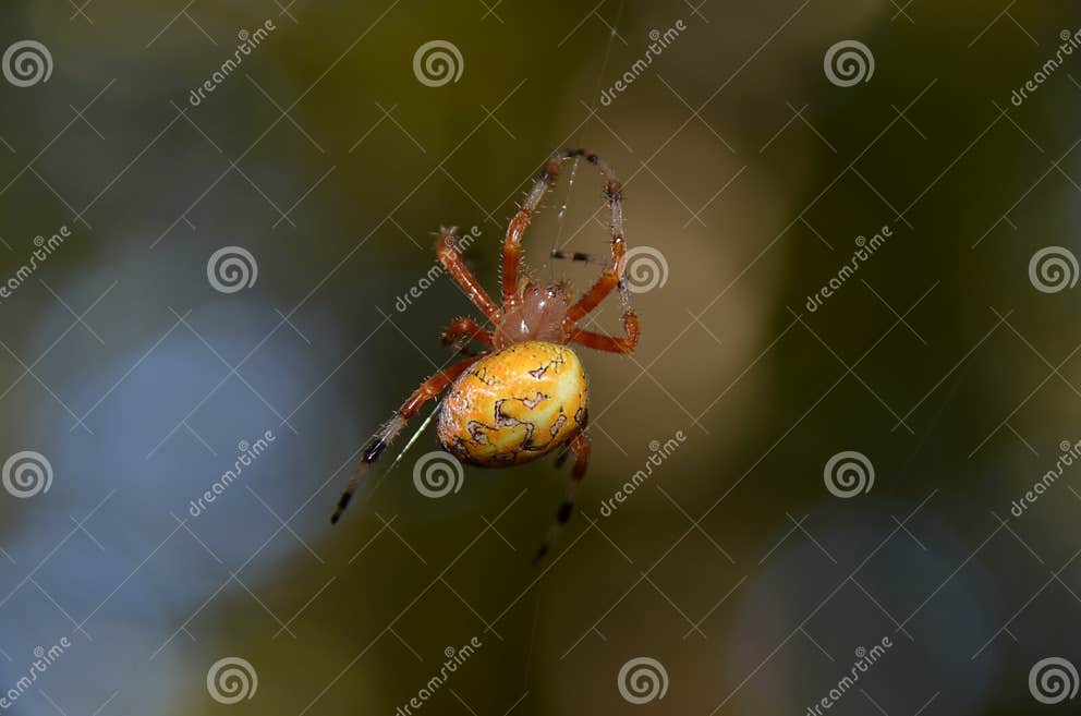 Colorful garden spider stock photo. Image of garden, predator - 71740366
