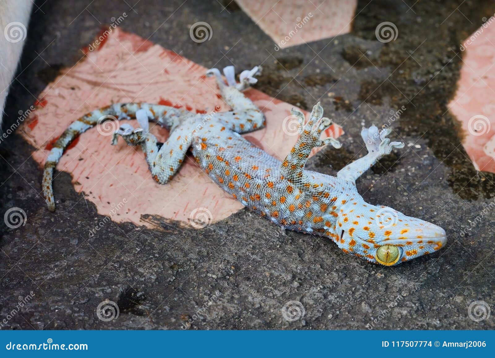 Gecko Death on Cement Floor Stock Photo - Image of reptile, animal ...