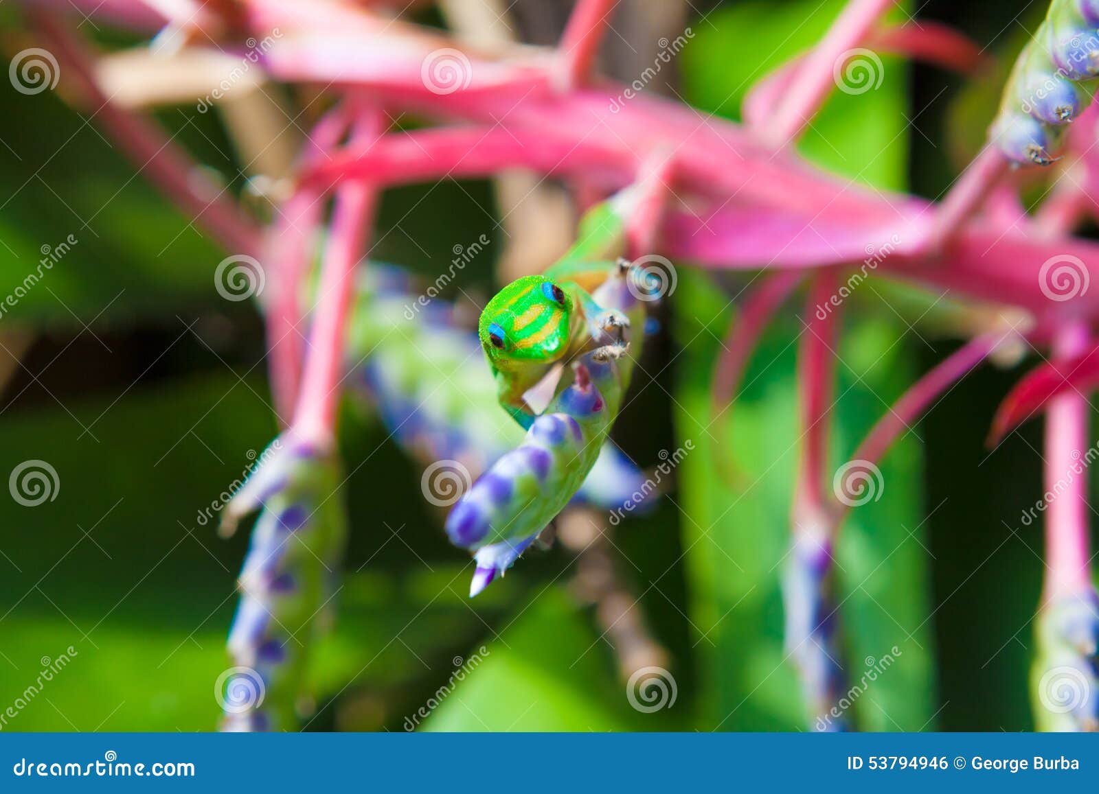 Colorful gecko stock photo. Image of green, endangered - 53794946