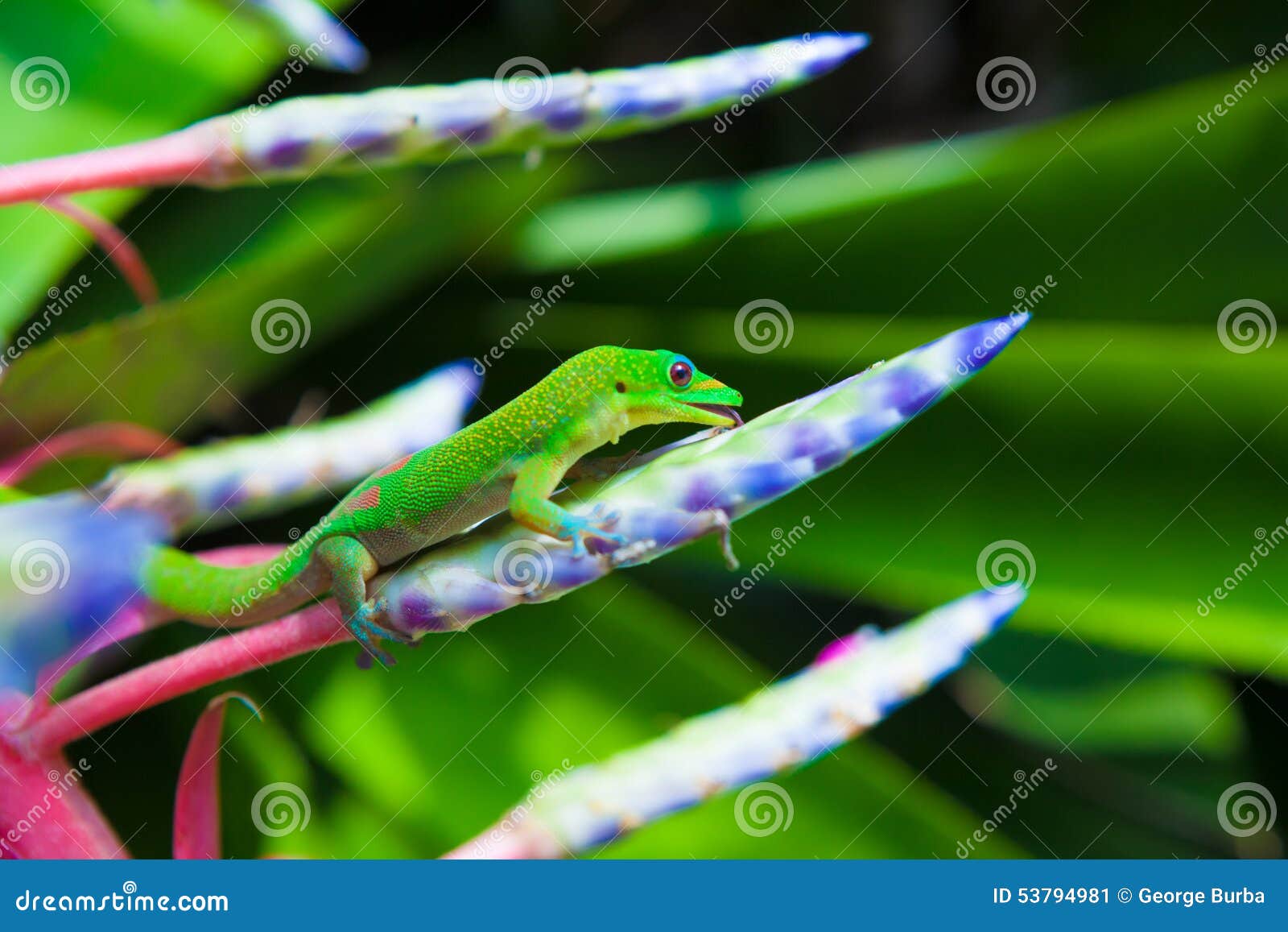 Colorful gecko stock image. Image of delicate, anole - 53794981