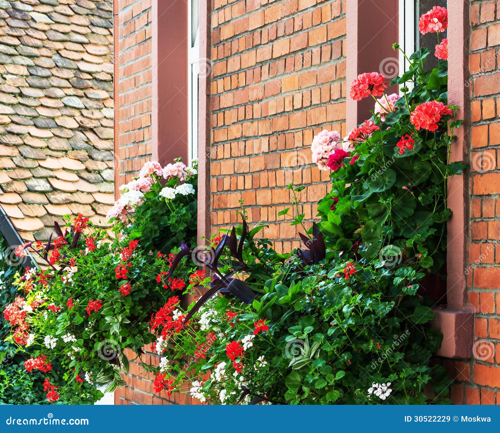 Colorful geranium flowers stock image. Image of geranium - 30522229