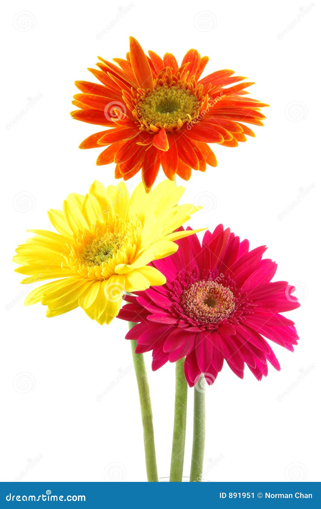 Colorful gerber daisies stock image. Image of flora, colorful - 891951