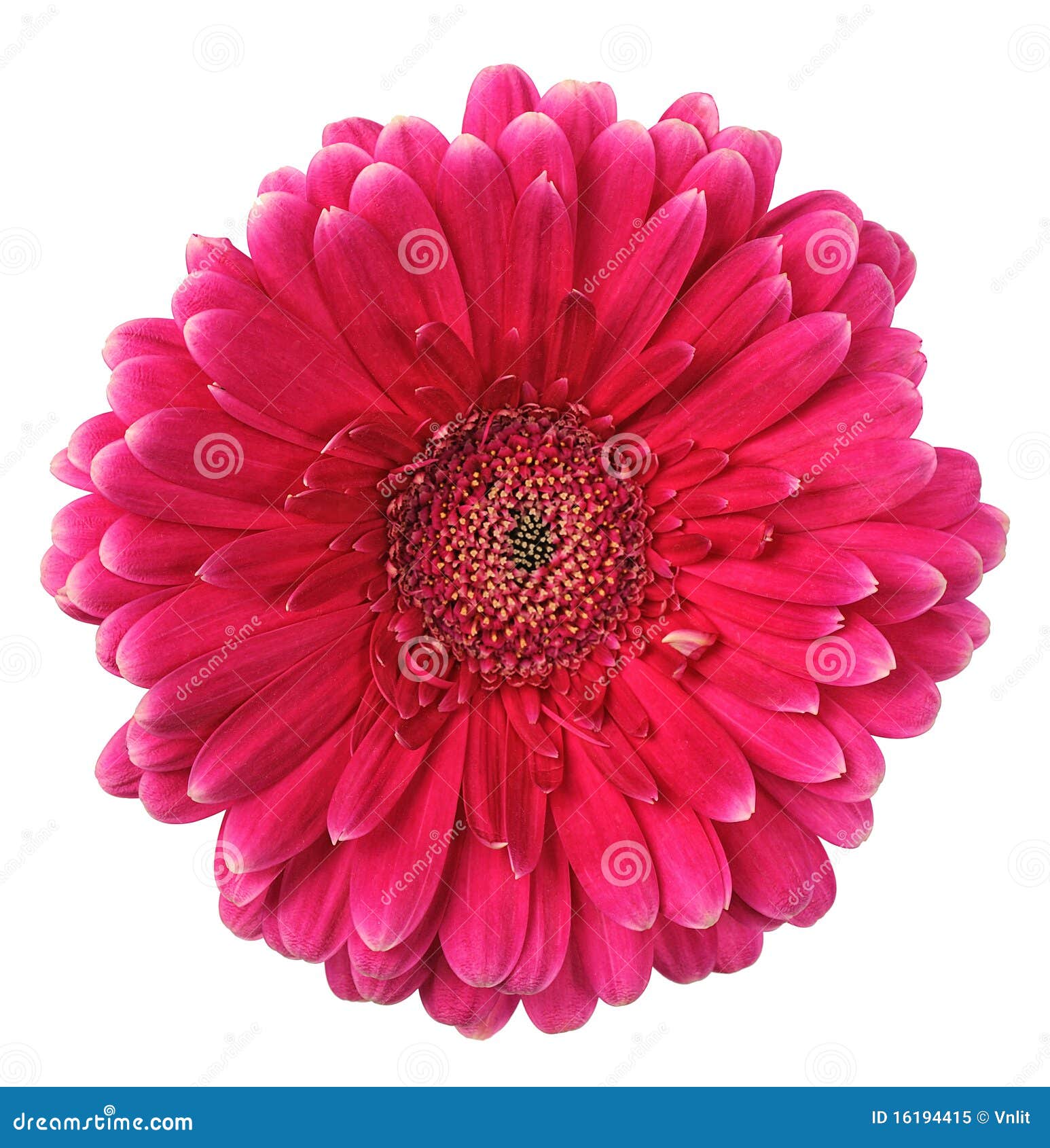 Colorful gerbera stock image. Image of gift, gerbera - 16194415