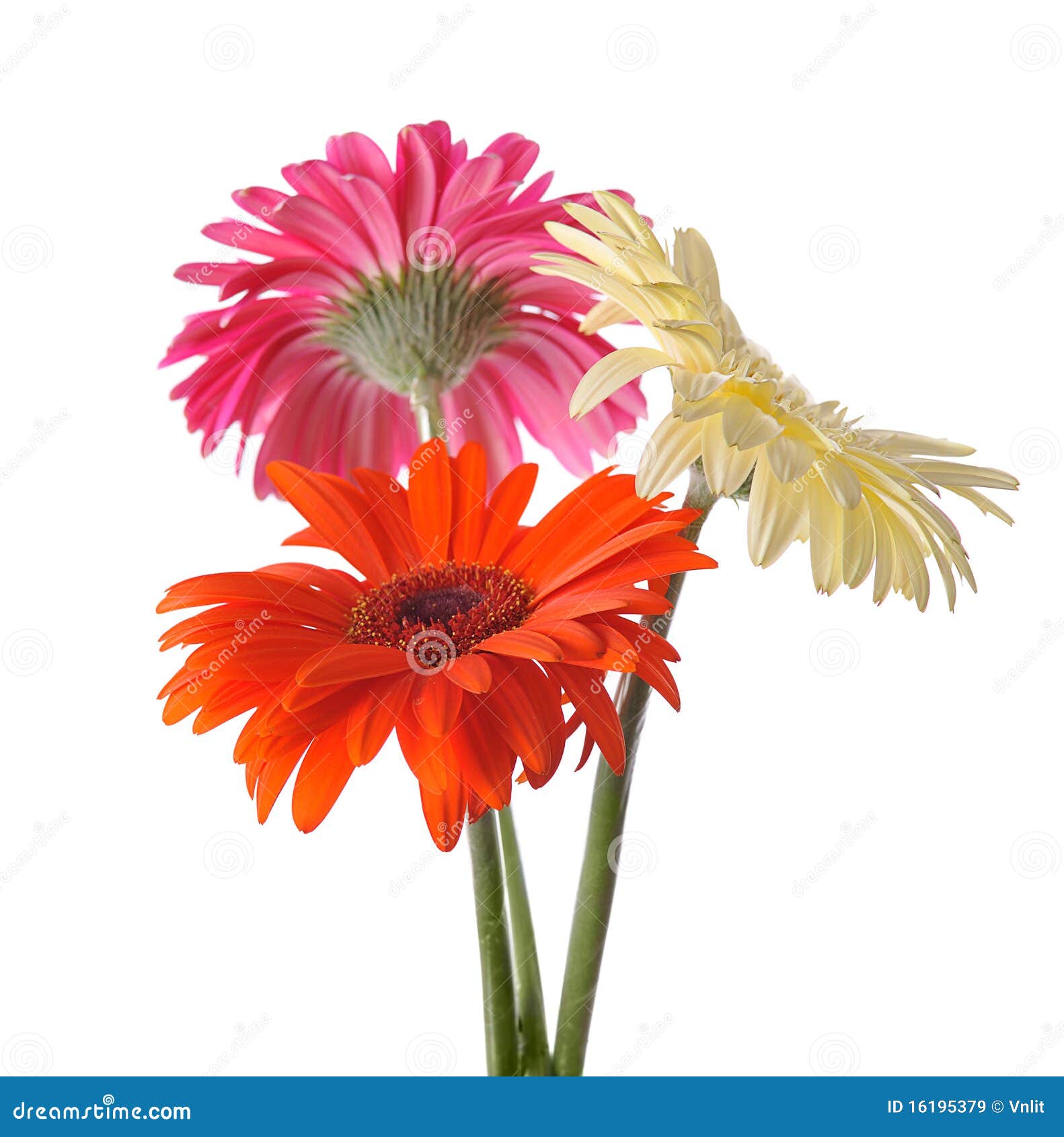 Colorful gerbera stock image. Image of blooming, flora - 16195379