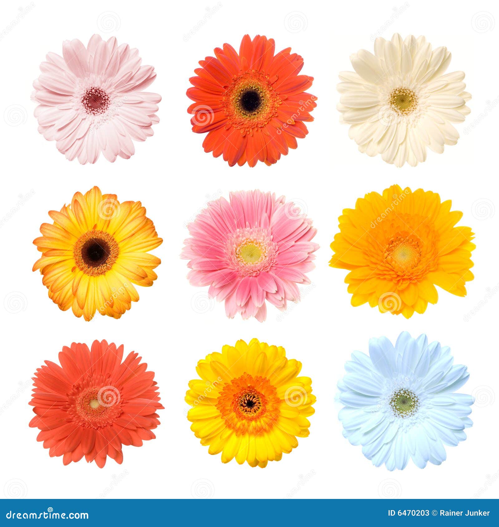 Colorful Gerbera stock image. Image of design, retro, gerbera - 6470203