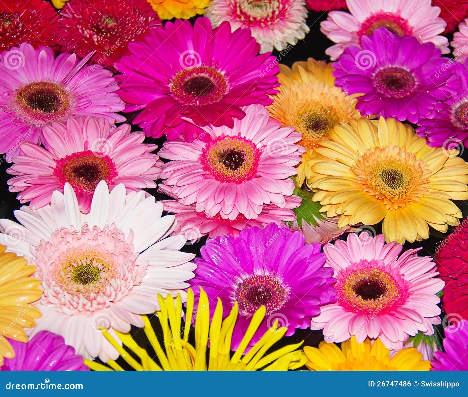 Colorful gerbera flowers stock photo. Image of blur, garden - 26747486