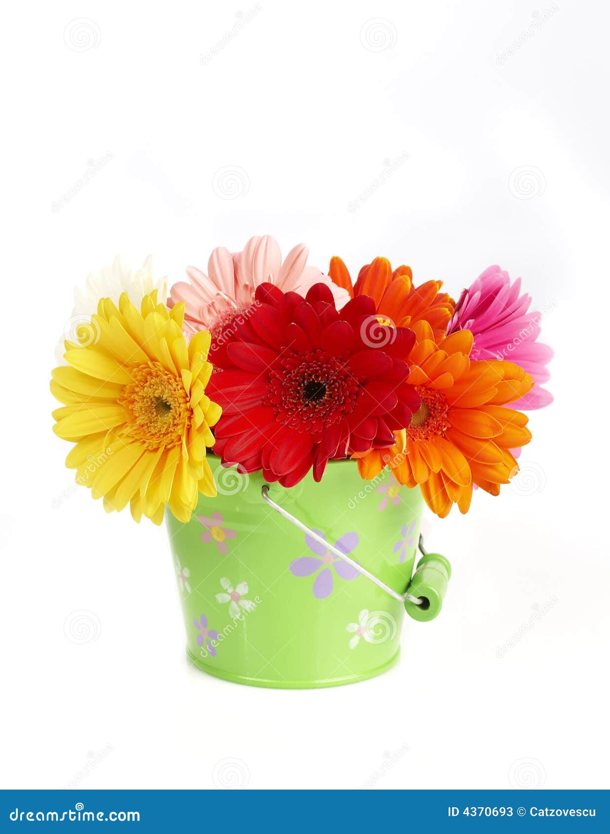 Colorful Gerbera Flowers in Bucket Stock Image - Image of bouquet ...