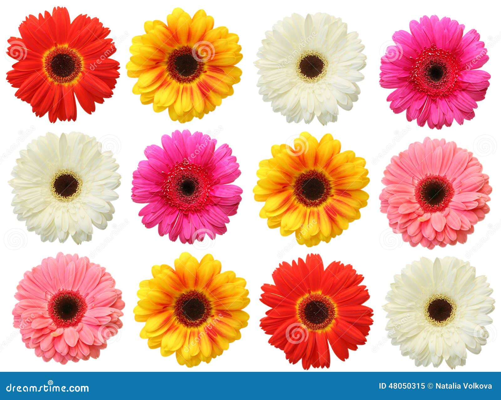 Colorful gerbera stock image. Image of color, botanical - 48050315