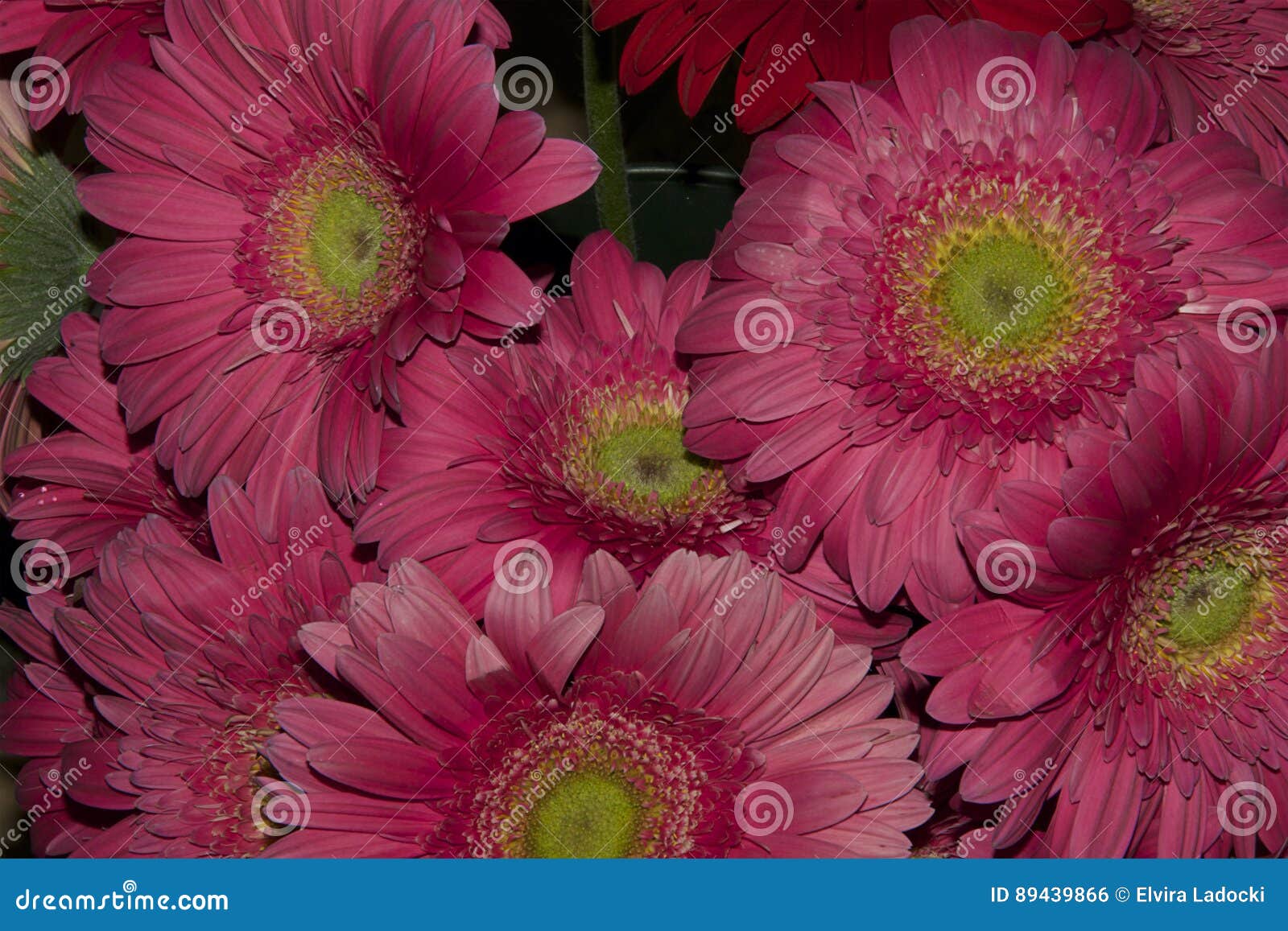 Colorful gerberas stock photo. Image of green, nice, small - 89439866