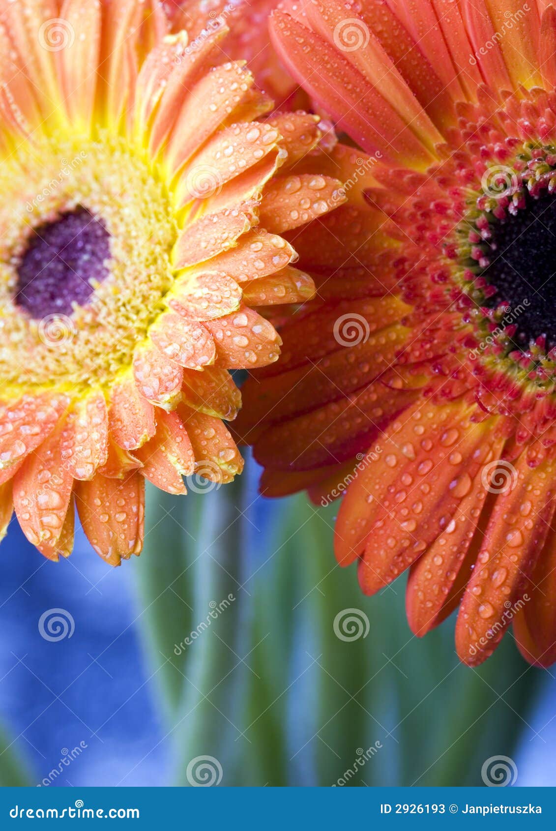 Colorful gerbers stock image. Image of fresh, petals, flower - 2926193