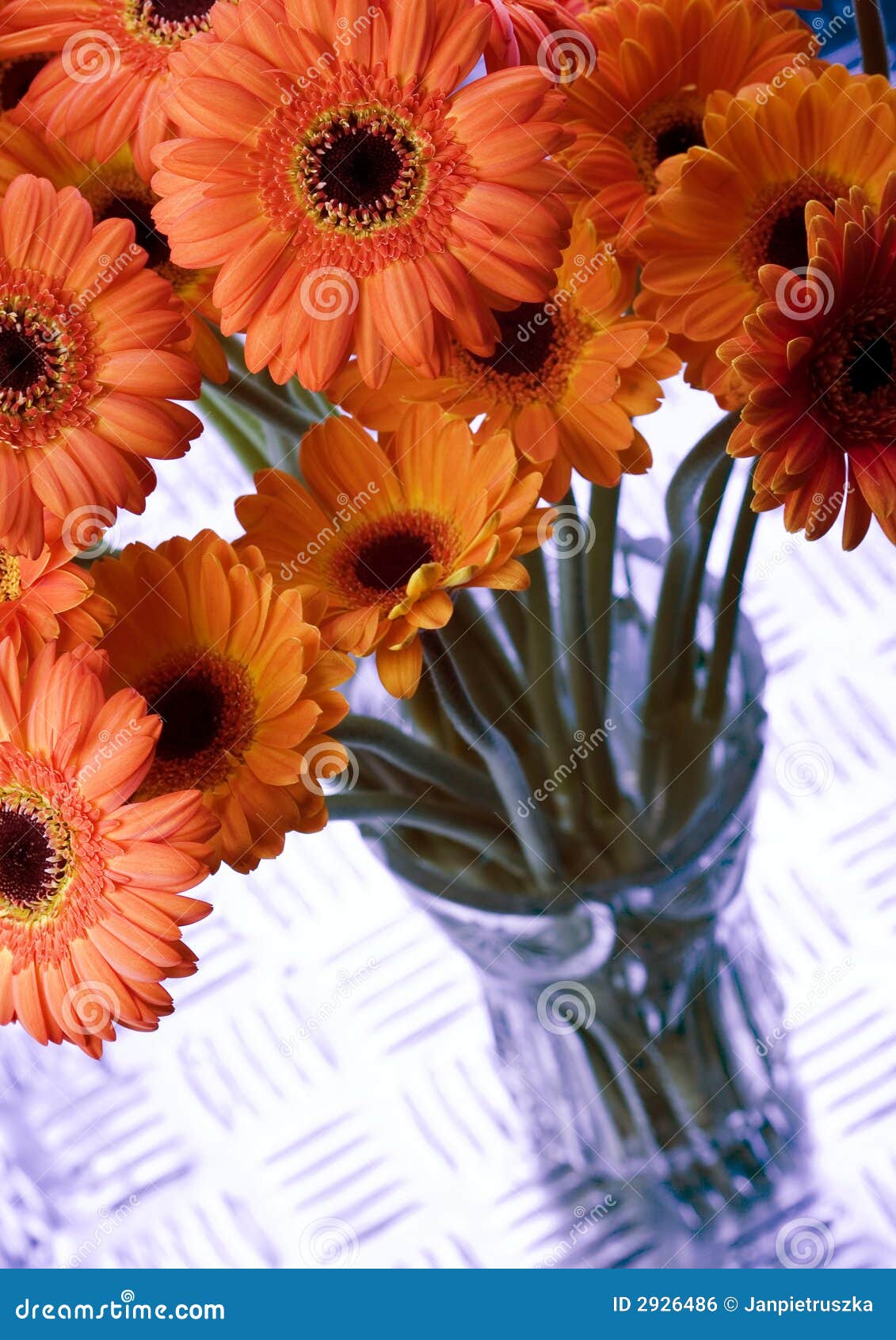 Colorful gerbers stock photo. Image of colours, nature - 2926486