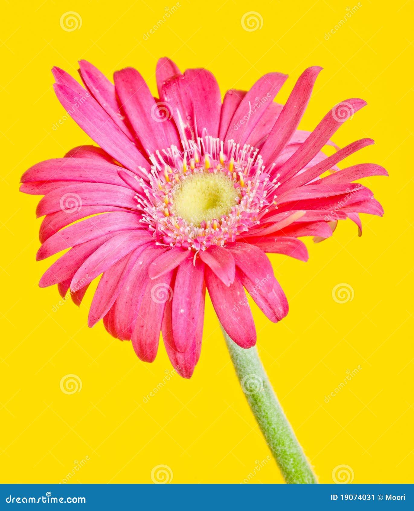 Colorful germini flower stock image. Image of gerbera - 19074031
