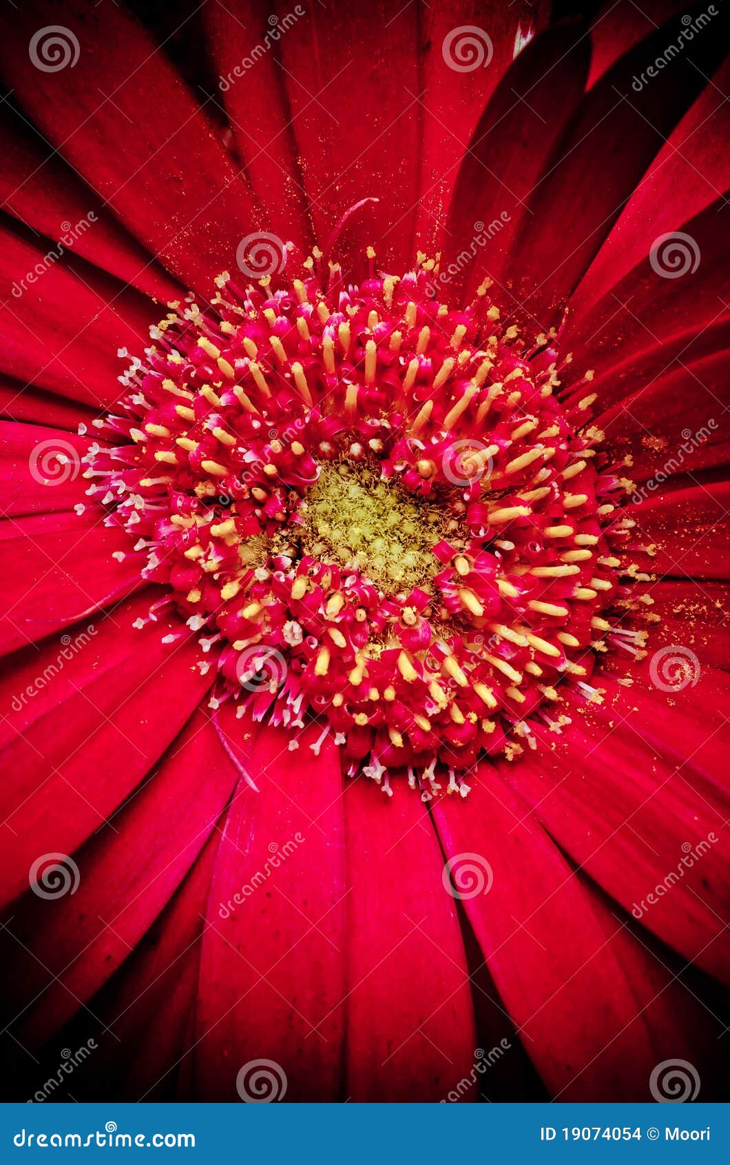 Colorful germini flower stock photo. Image of flora, macro - 19074054