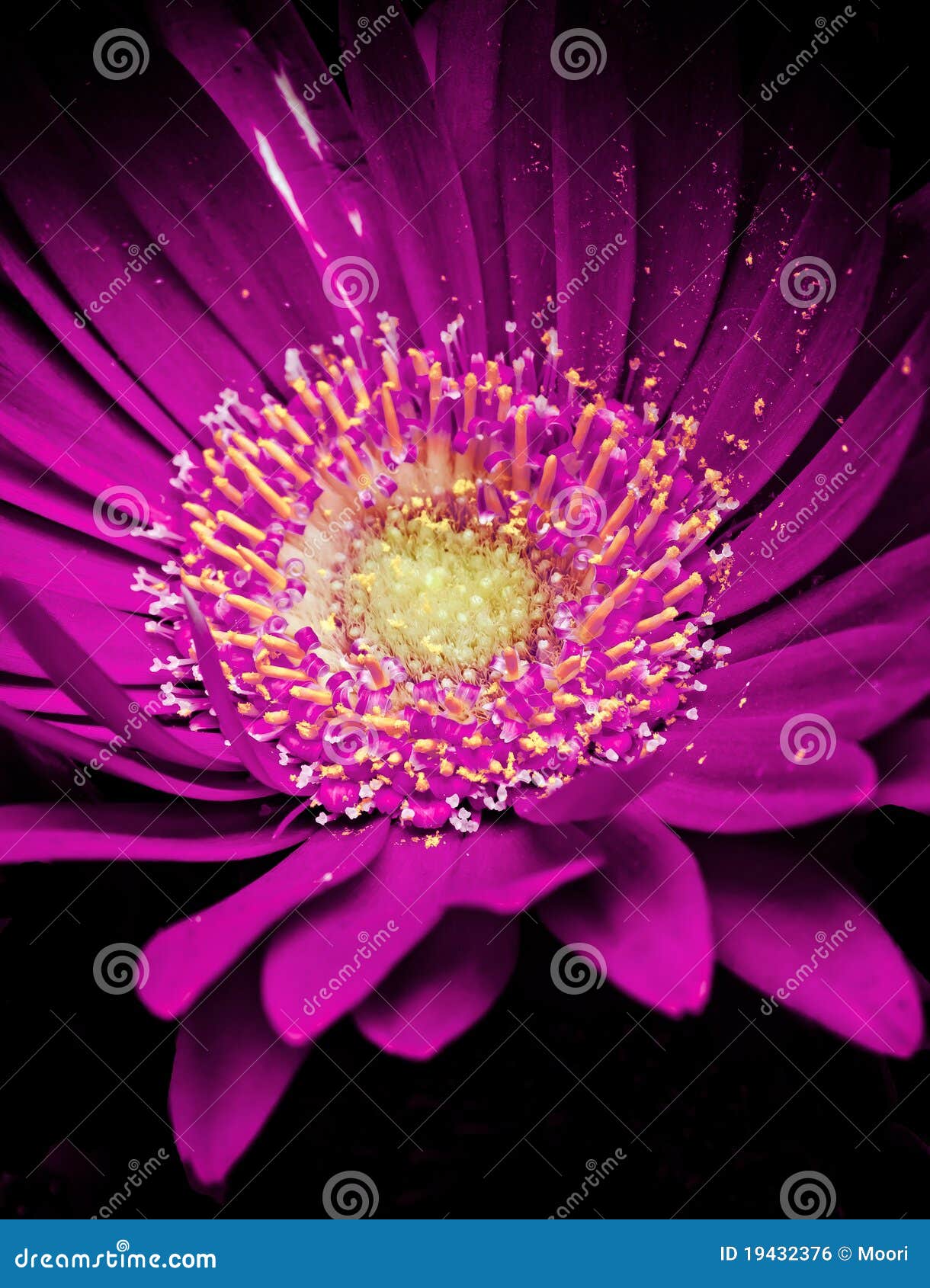 Colorful germini flower stock photo. Image of plant, petal - 19432376