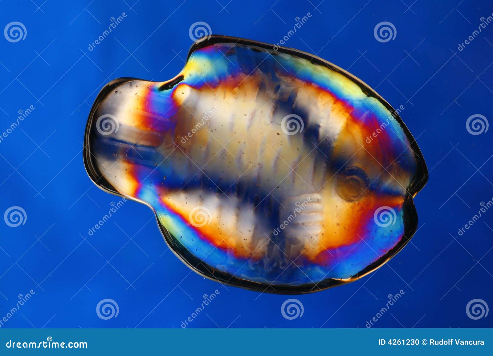 Colorful Glass Fish stock photo. Image of colors, colours - 4261230