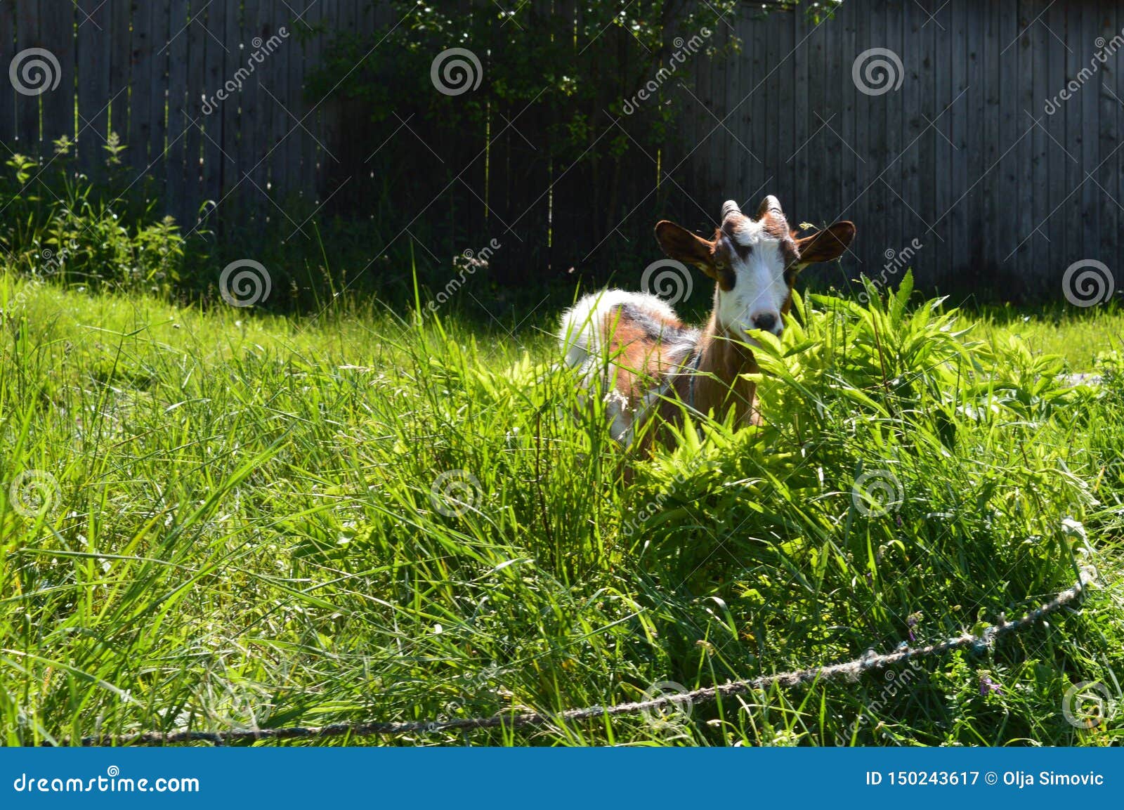 Colorful goat in the grass stock image. Image of animal - 150243617
