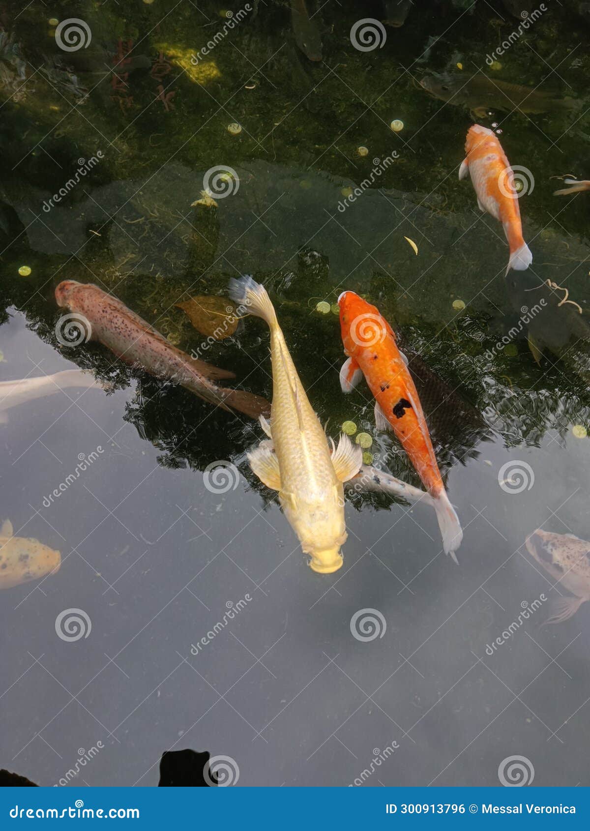 Colorful Gold Koi Fish in a Pond Stock Photo - Image of colorful, fish ...