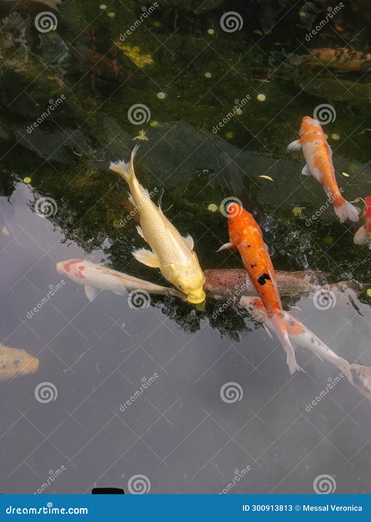 Colorful Gold Koi Fish in a Pond Stock Image - Image of fish, pond ...