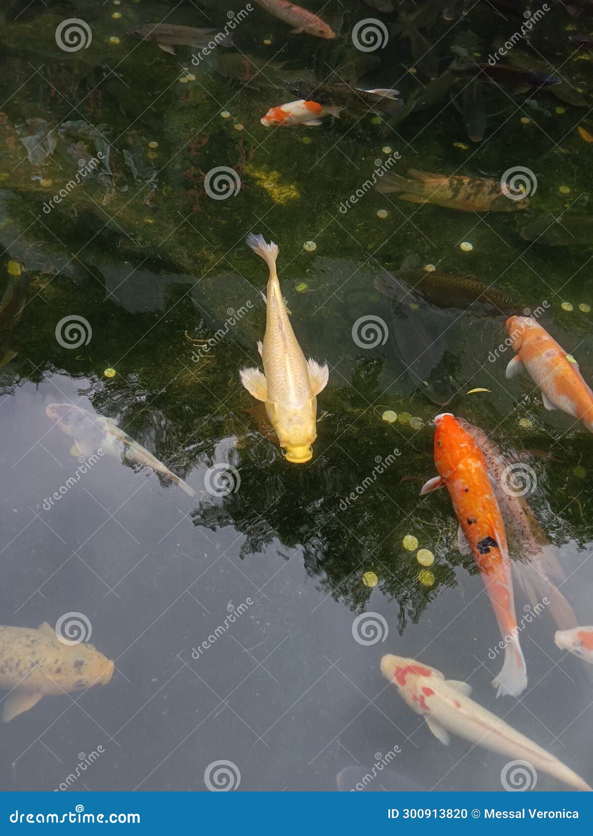 Colorful Gold and Orange Koi Fish in a Pond Stock Photo - Image of ...