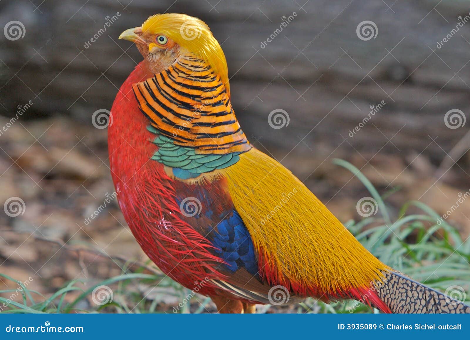 Colorful Golden Pheasant stock image. Image of crimson - 3935089