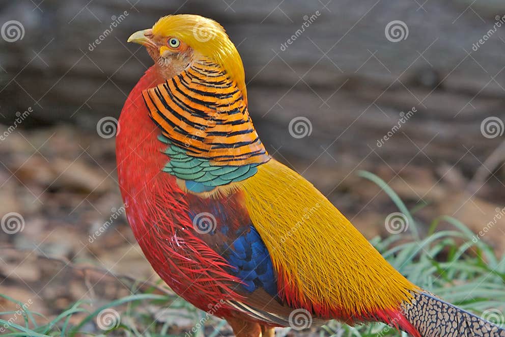 Colorful Golden Pheasant stock image. Image of crimson - 3935089