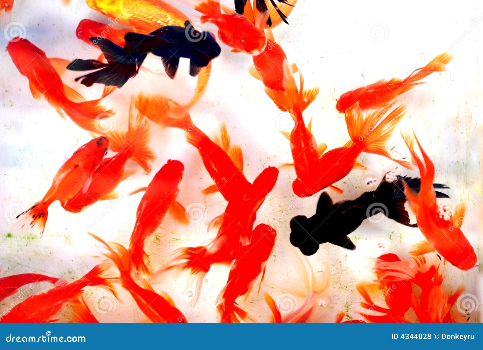 Colorful goldfish stock photo. Image of ornamental, aquarium - 4344028