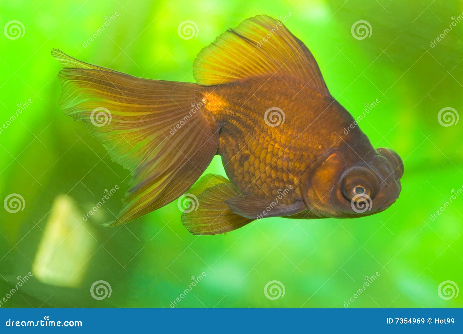 Colorful goldfish stock image. Image of hobby, fins, angelfish - 7354969