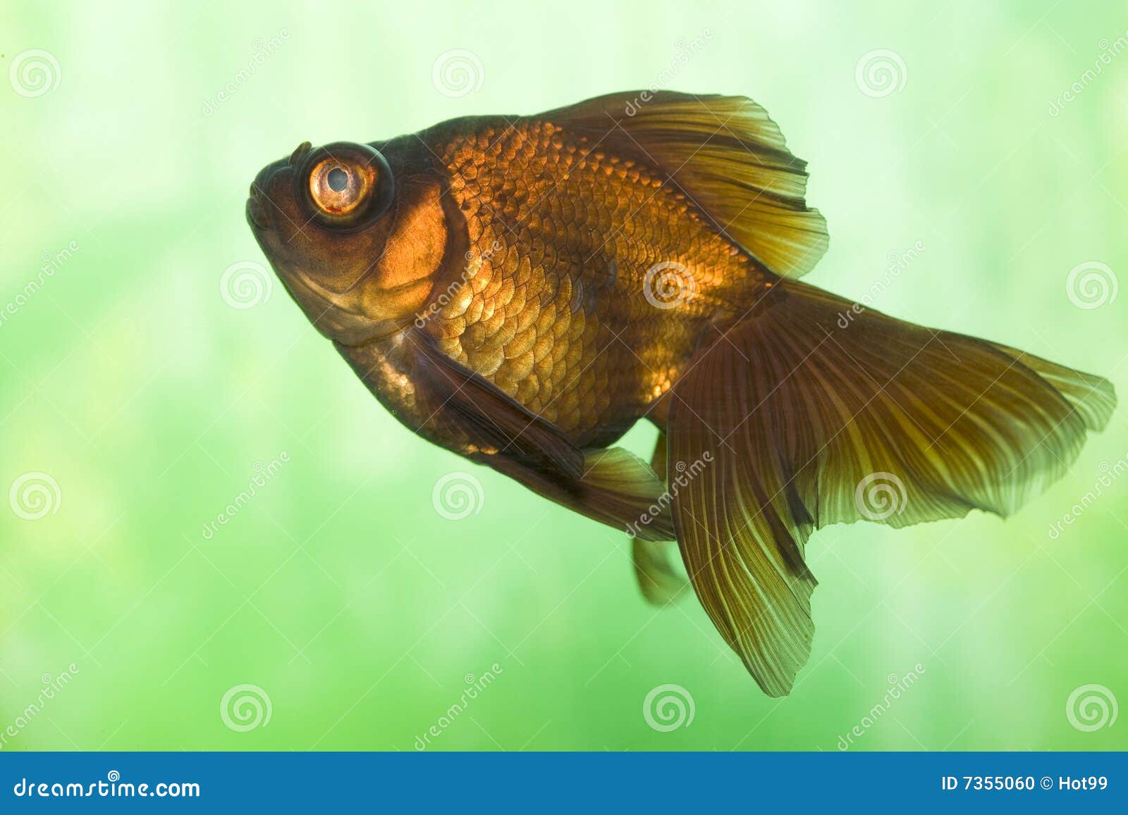 Colorful goldfish stock photo. Image of angelfish, japanese - 7355060