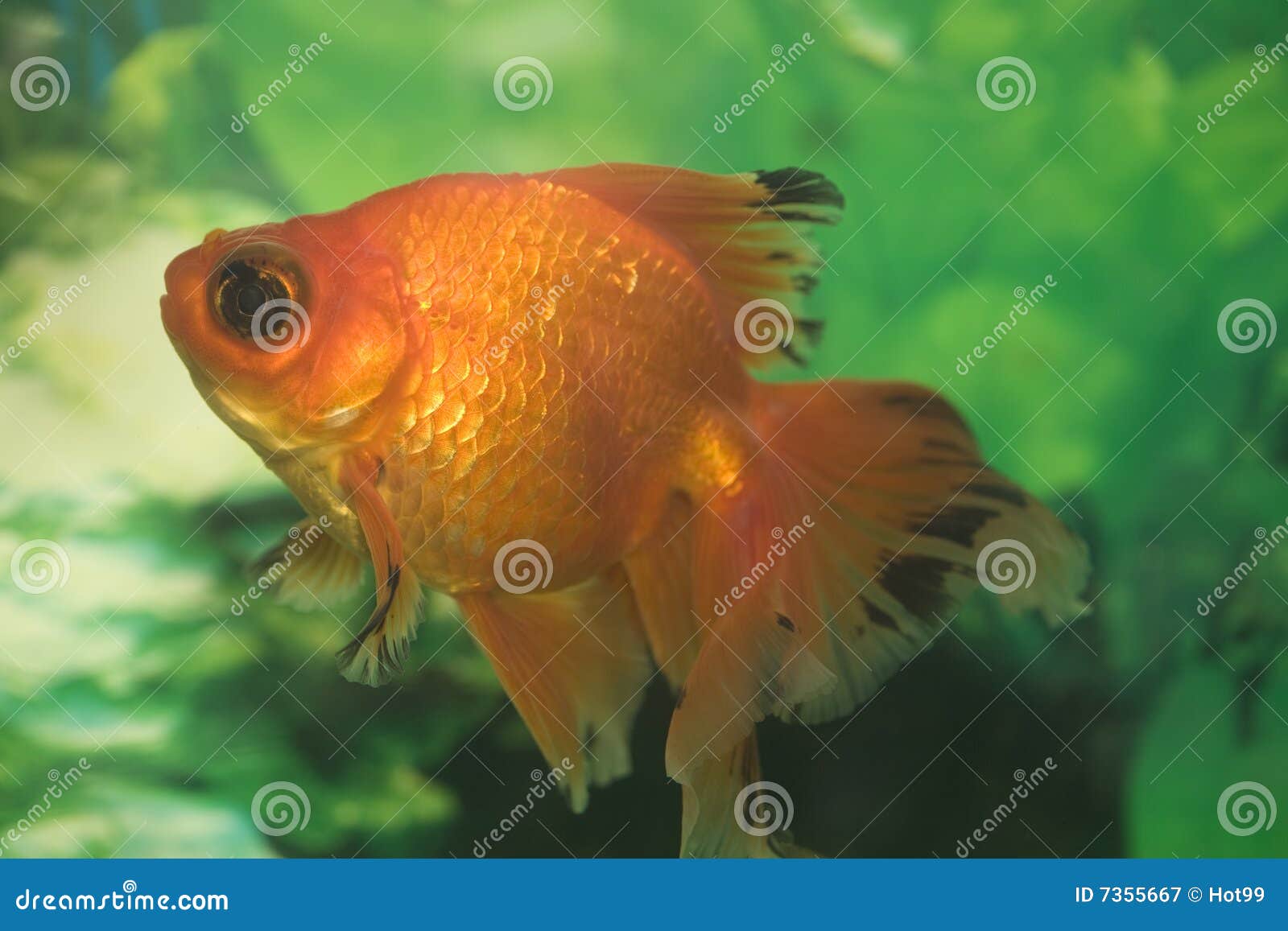 Colorful goldfish stock image. Image of fish, life, face - 7355667