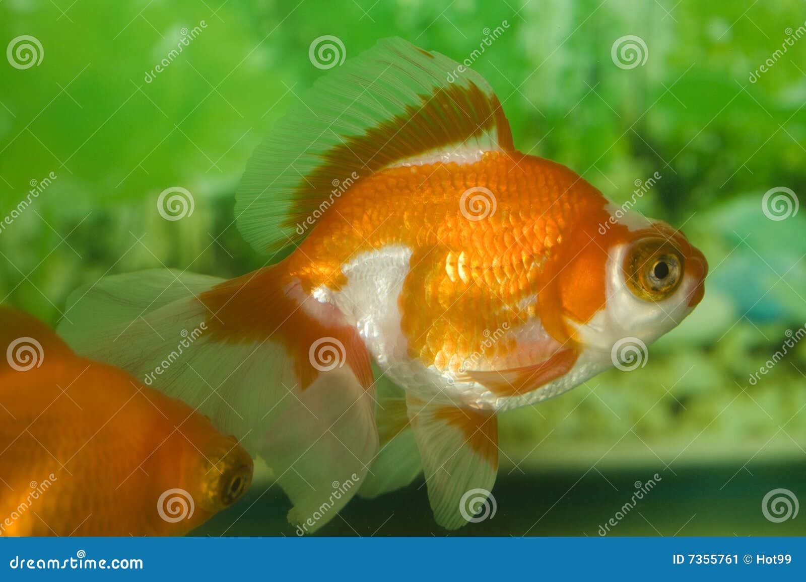 Colorful goldfish stock image. Image of aquarium, closeup - 7355761