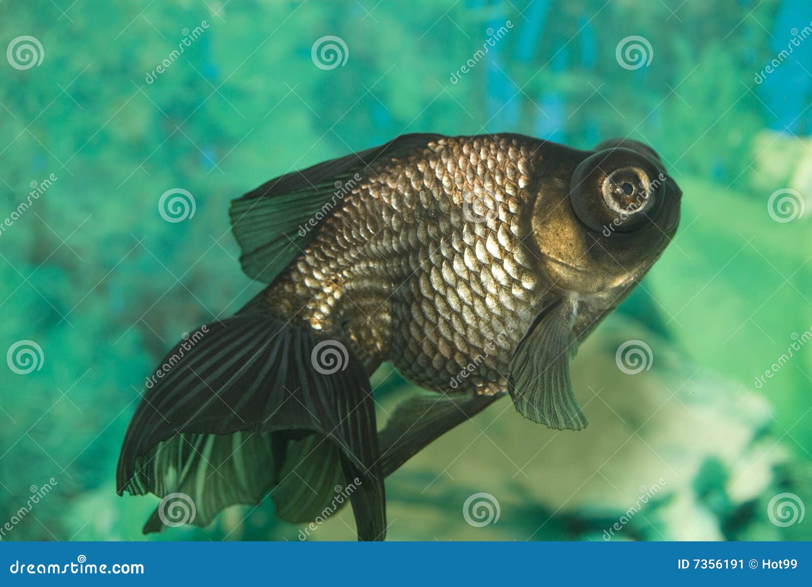 Colorful goldfish stock image. Image of aquatic, life - 7356191