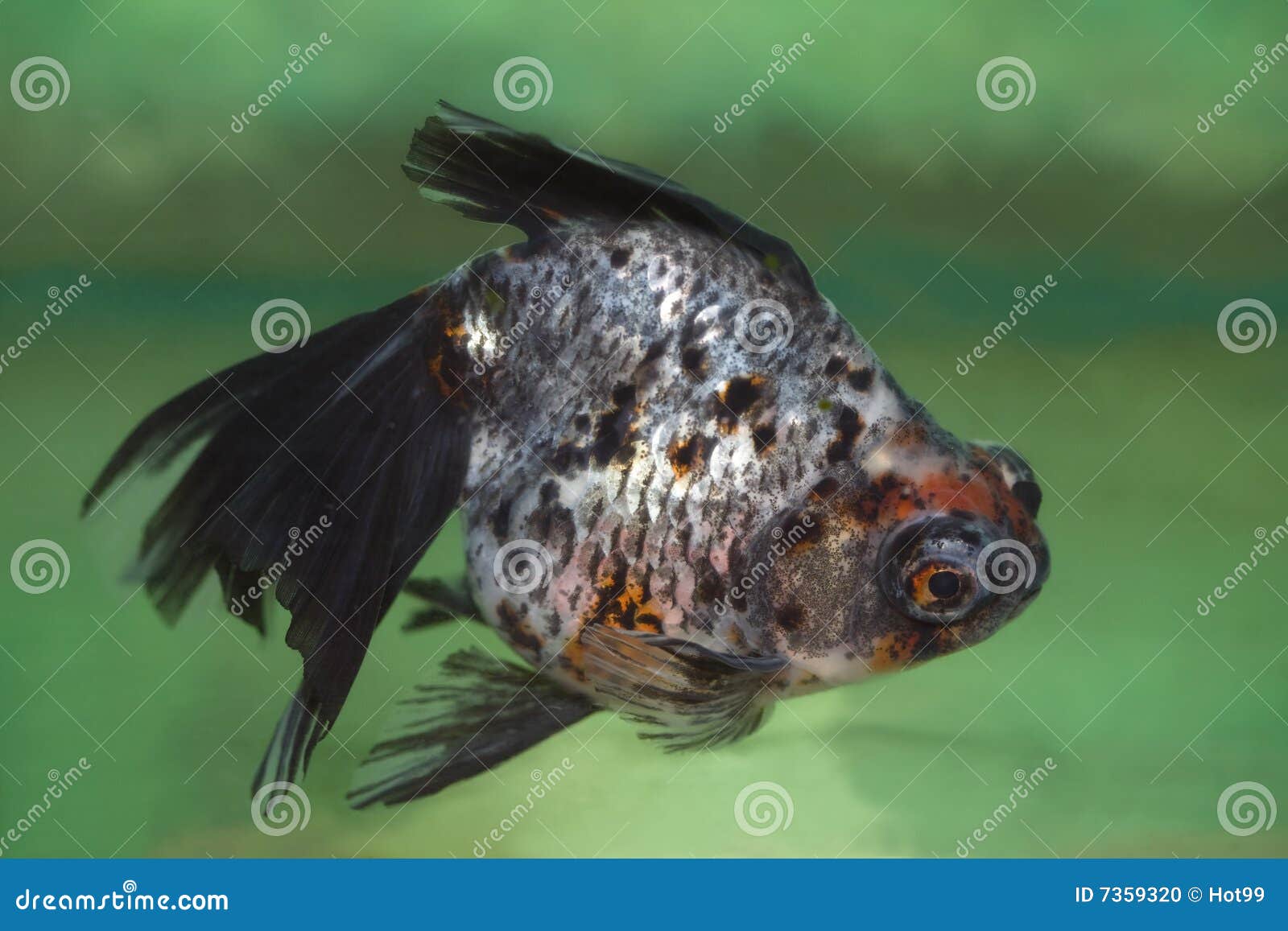 Colorful goldfish stock photo. Image of aquarium, closeup - 7359320