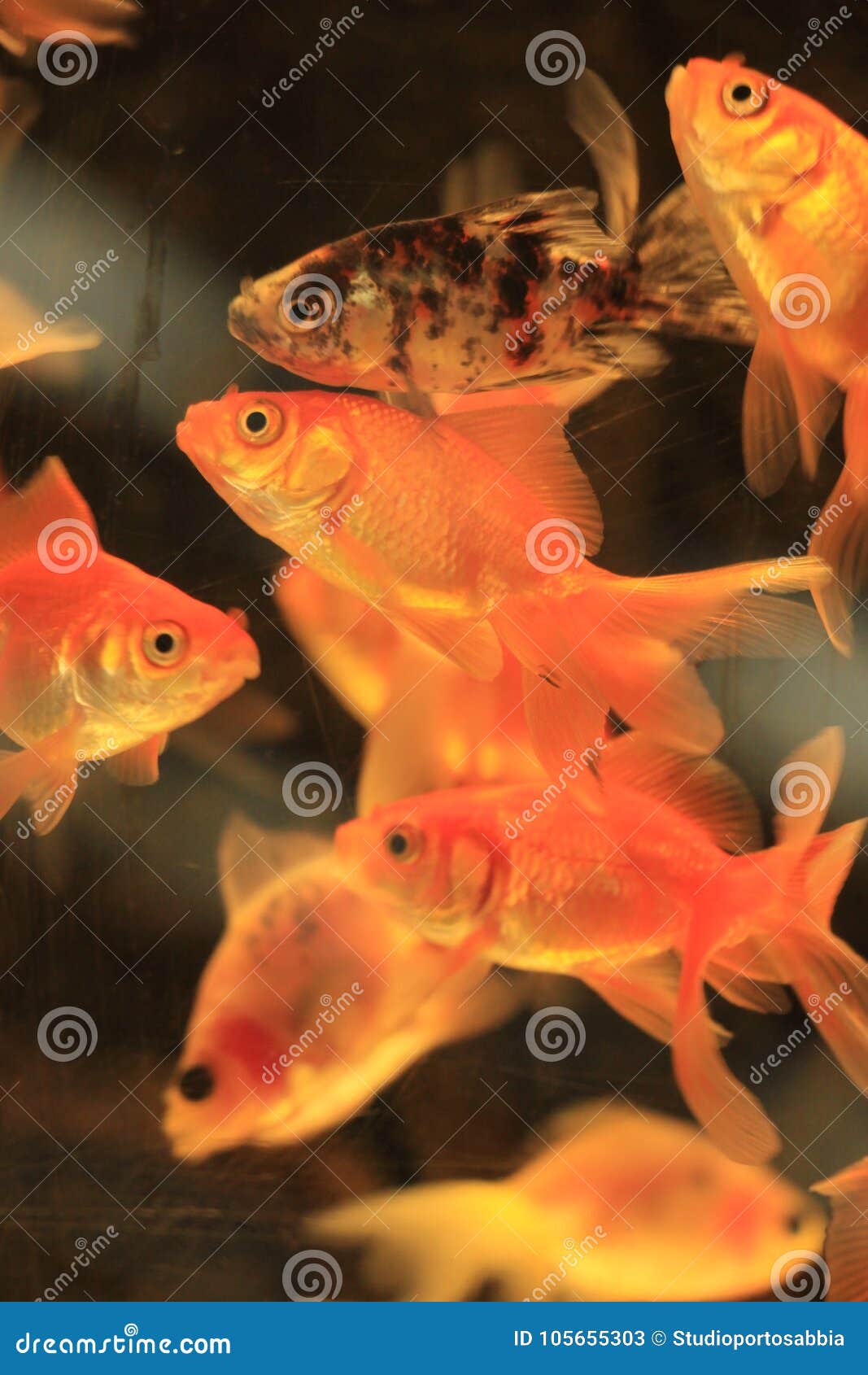 Colorful goldfish in tank stock image. Image of carassius - 105655303