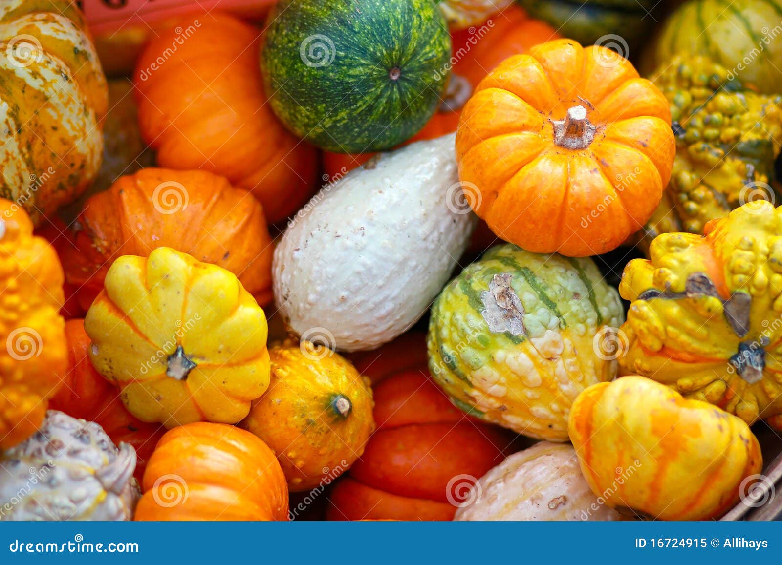 Colorful Gourds stock image. Image of colorful, bumpy - 16724915
