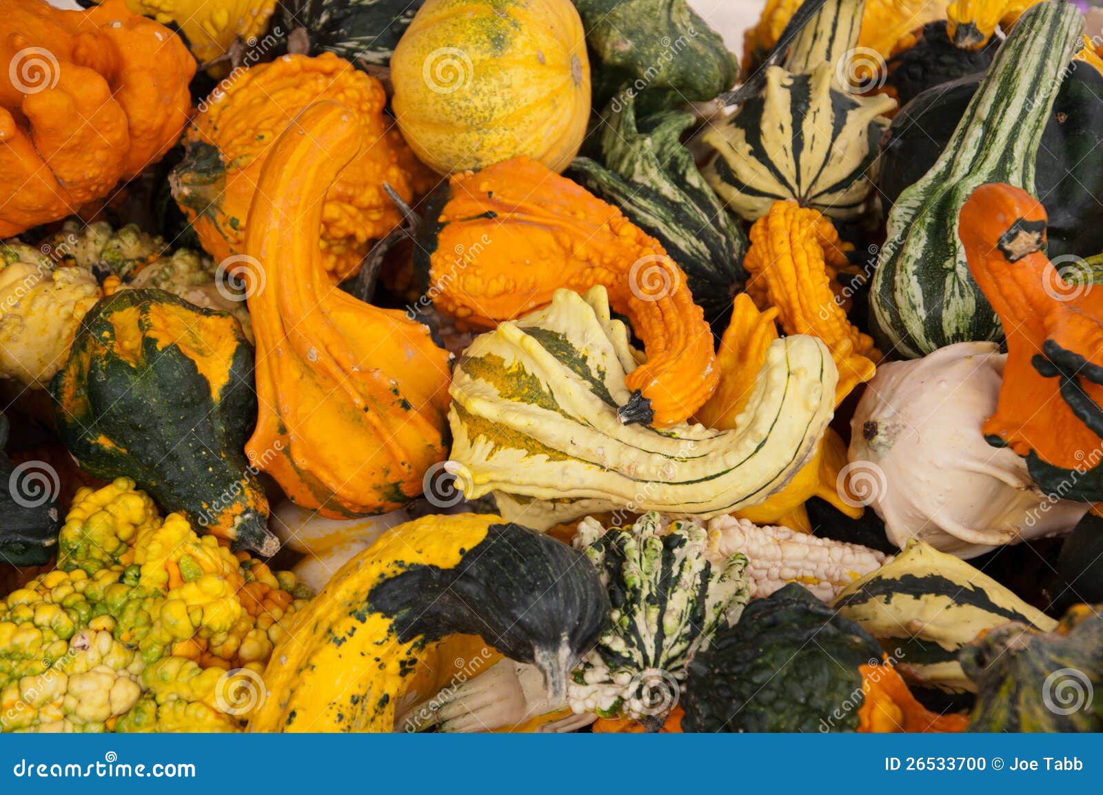 Colorful Gourds stock photo. Image of orange, gourds - 26533700