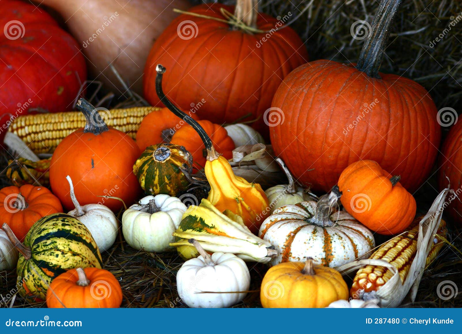 Colorful Gourds stock photo. Image of produce, season, yellow - 287480