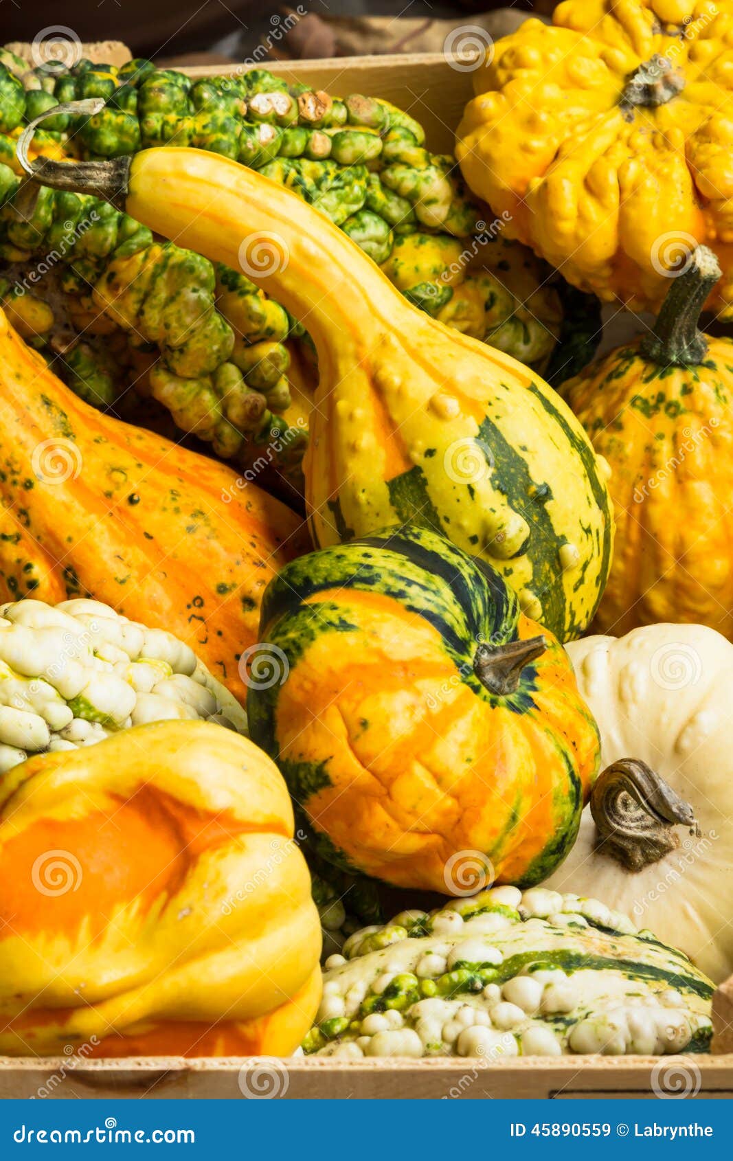 Colorful gourds in Autumn stock image. Image of bounty - 45890559