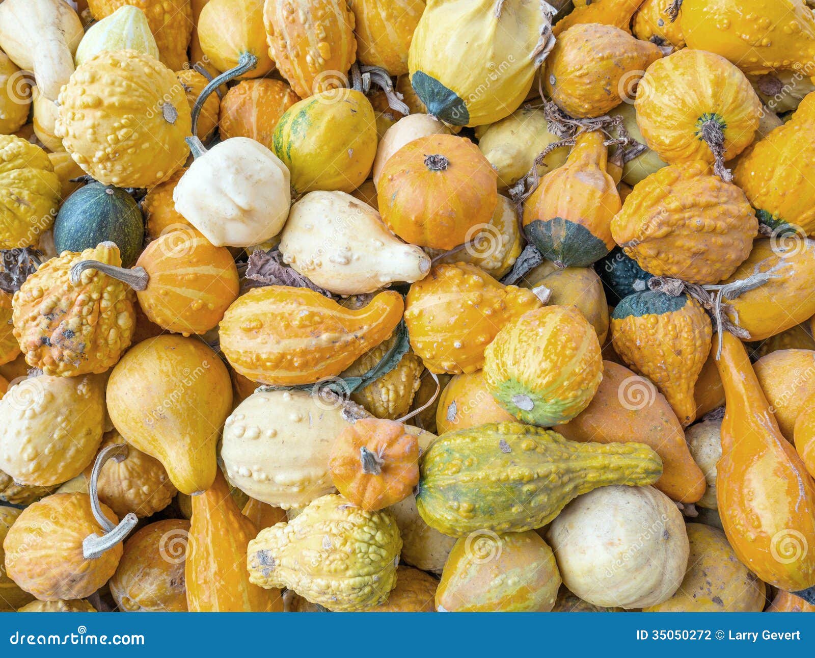 Colorful Gourds stock photo. Image of freshness, autumn - 35050272