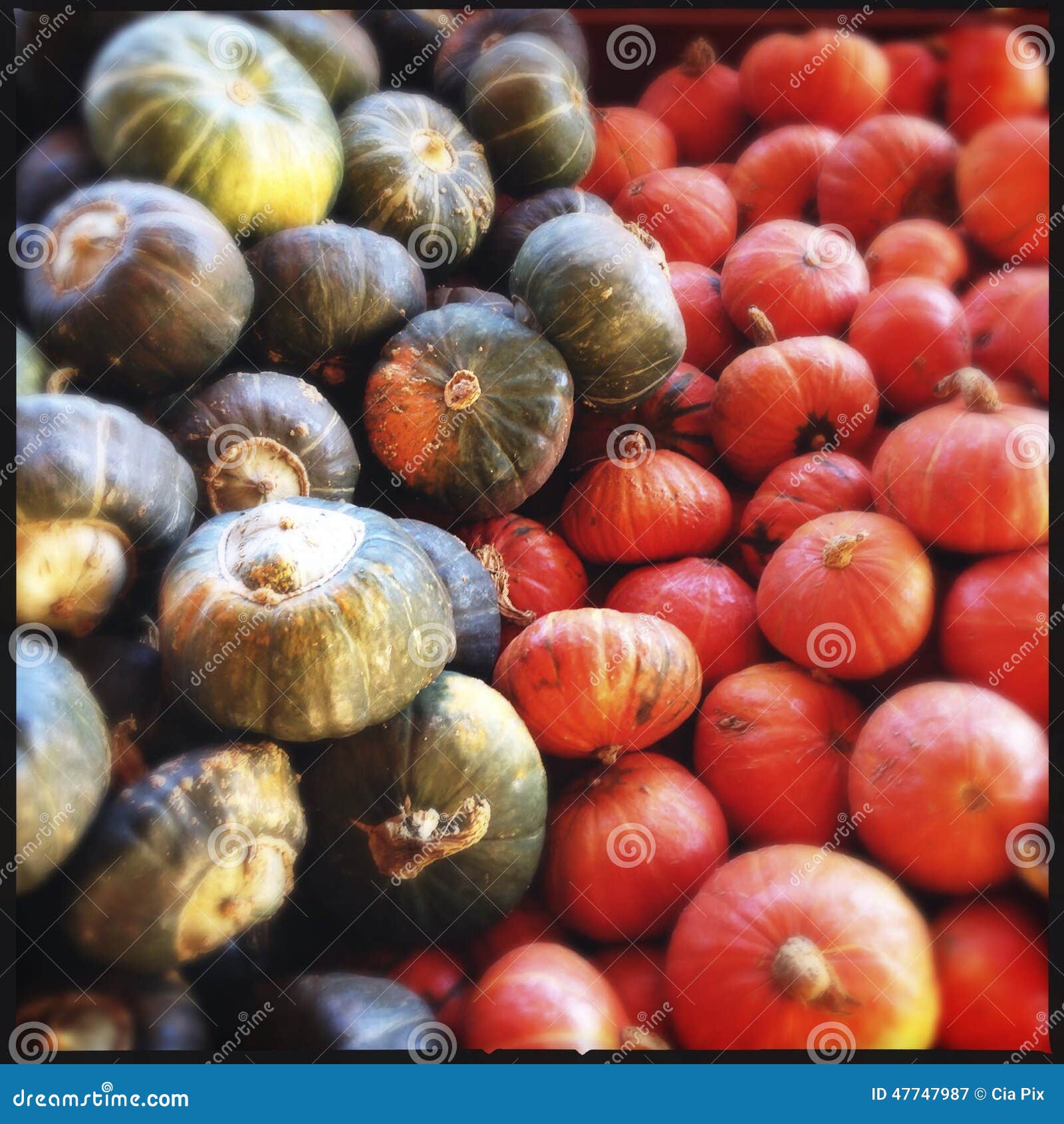Colorful gourds stock image. Image of fresh, agriculture - 47747987