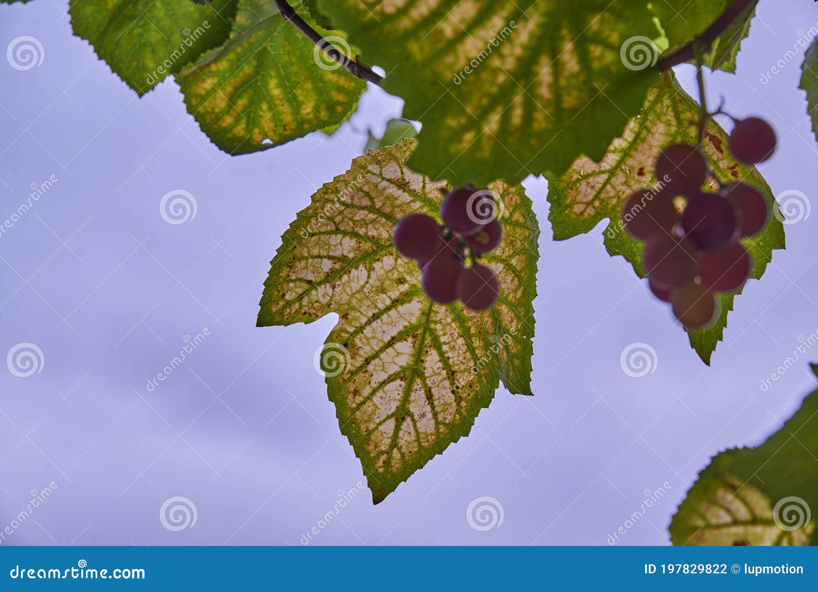 Colorful Grape Leaves in the Sunlight. Colorful Autumn Leaves ...