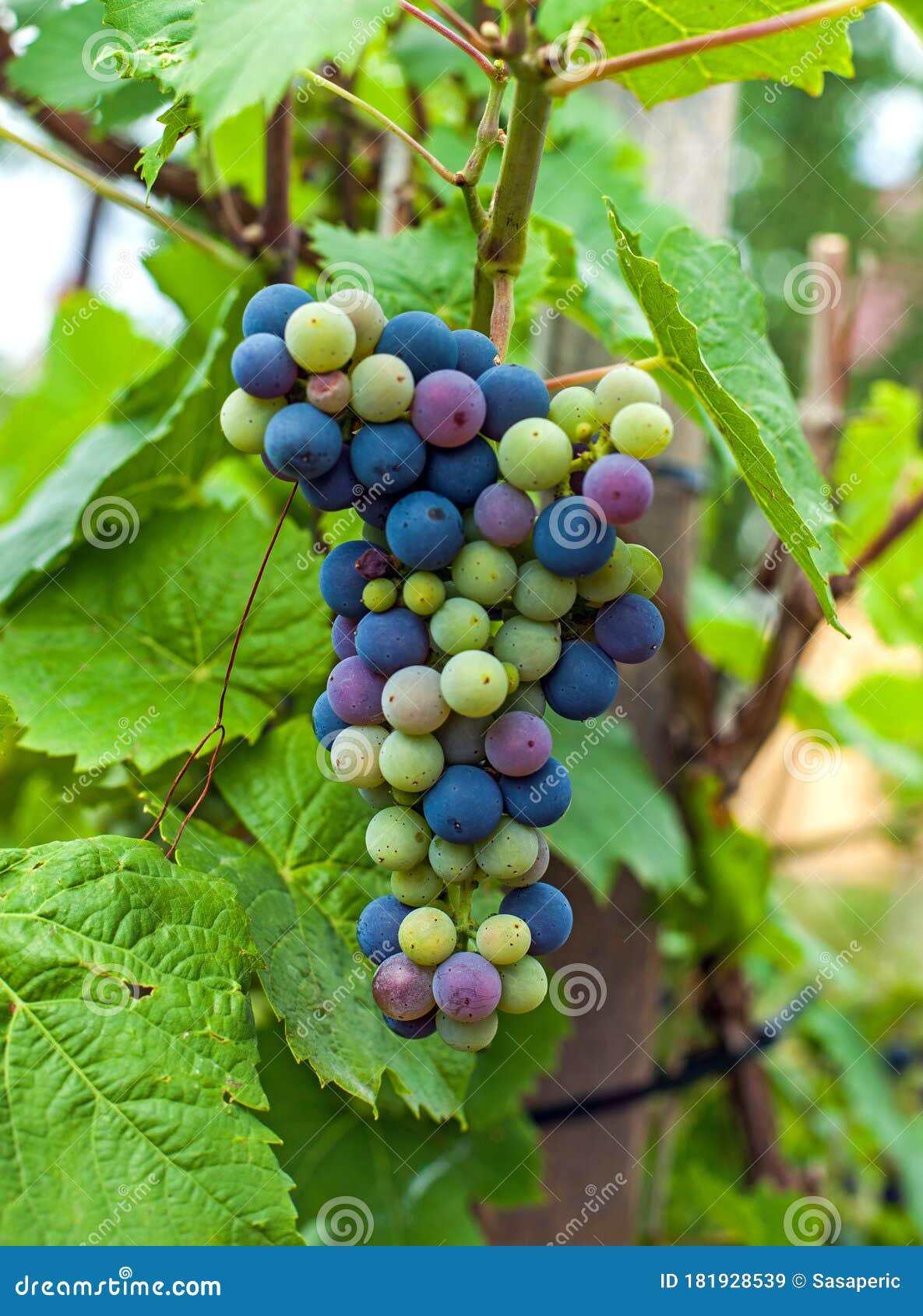 Colorful Grape in the Sustainable Vineyard Stock Image - Image of ...