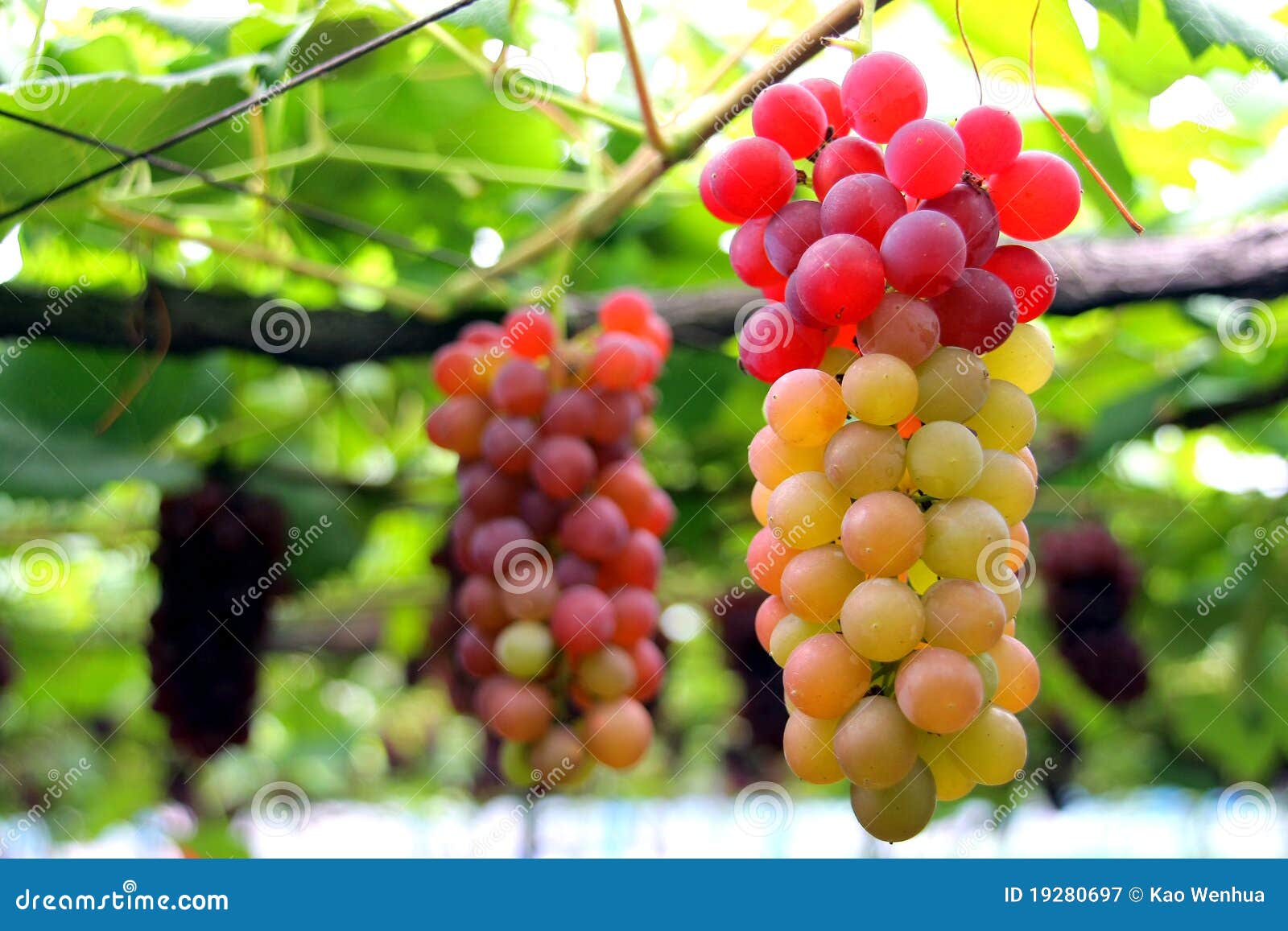 Colorful grapes stock image. Image of macro, france, grapes - 19280697