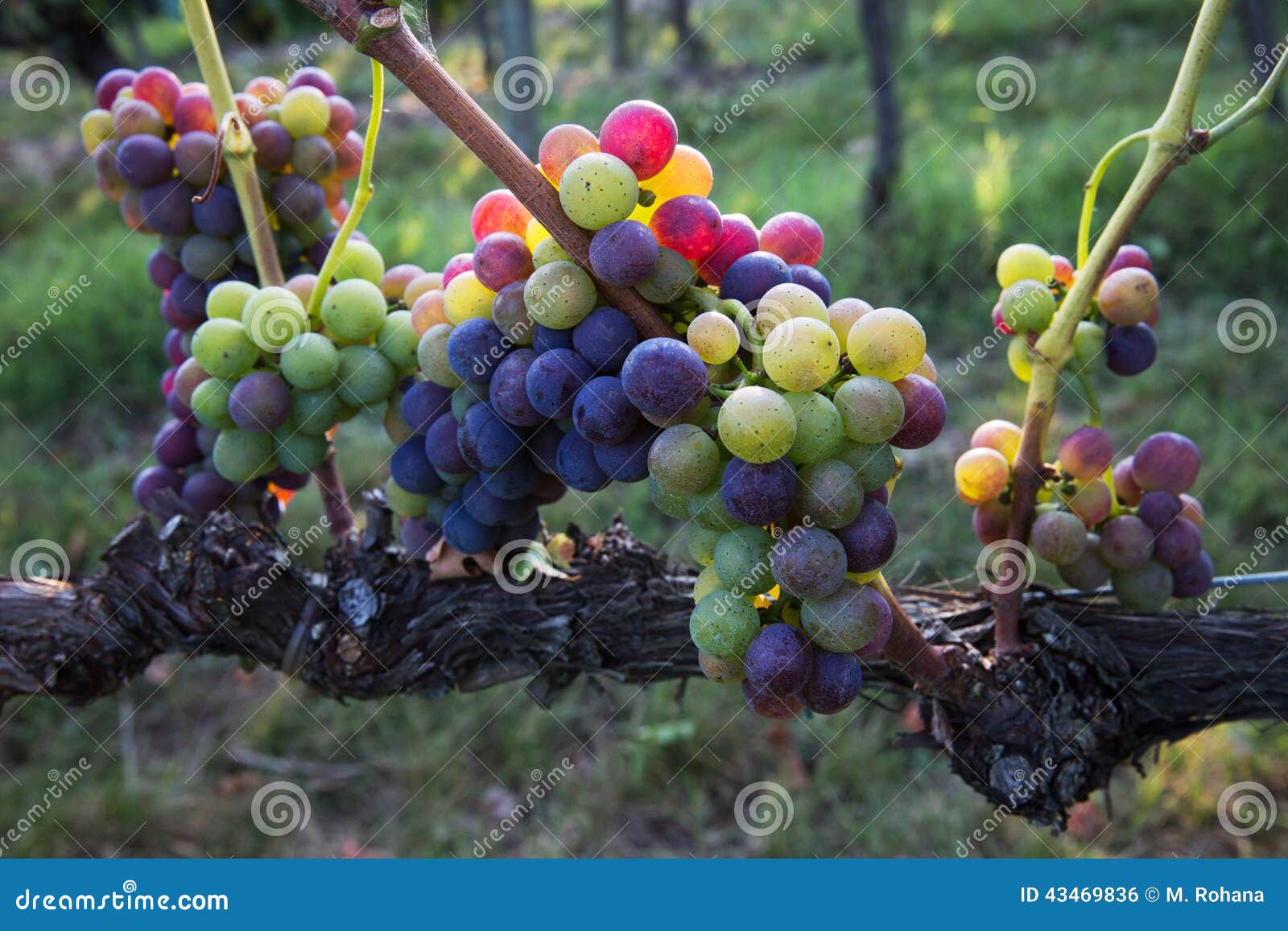 Colorful grapes stock photo. Image of grape, grapes, healthcare - 43469836