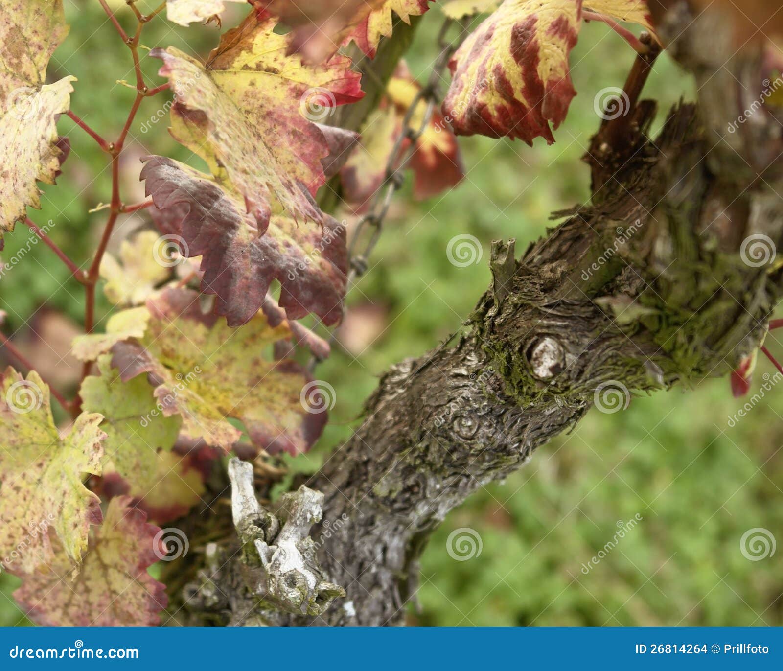 Colorful grapevine detail stock photo. Image of nature - 26814264