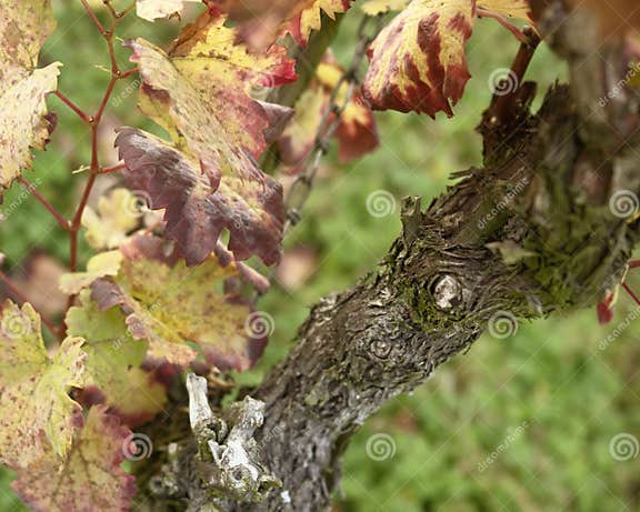 Colorful grapevine detail stock photo. Image of nature - 26814264