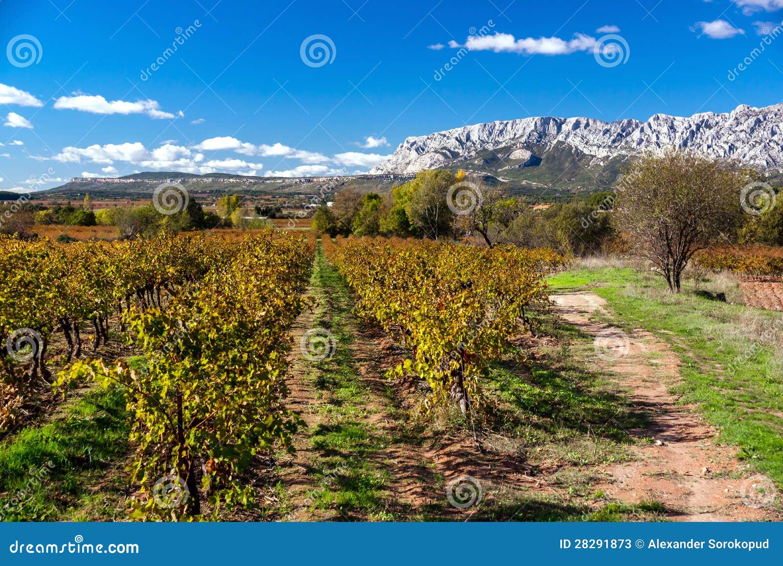 Colorful Grapevine Fields in Provence. Stock Image - Image of wine ...
