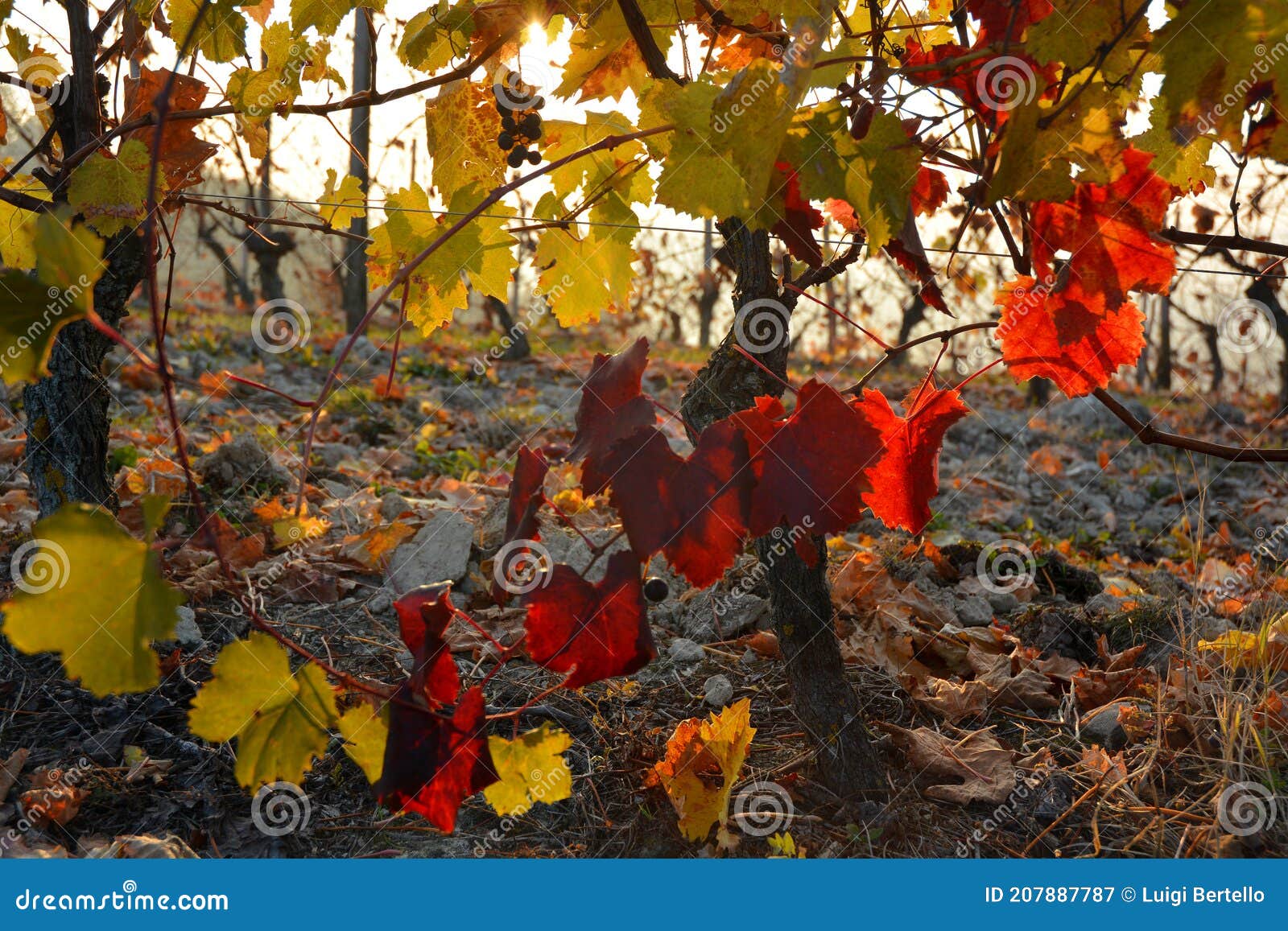 Colorful Grapevine Tree Leaves in Autumn Season Stock Image - Image of ...