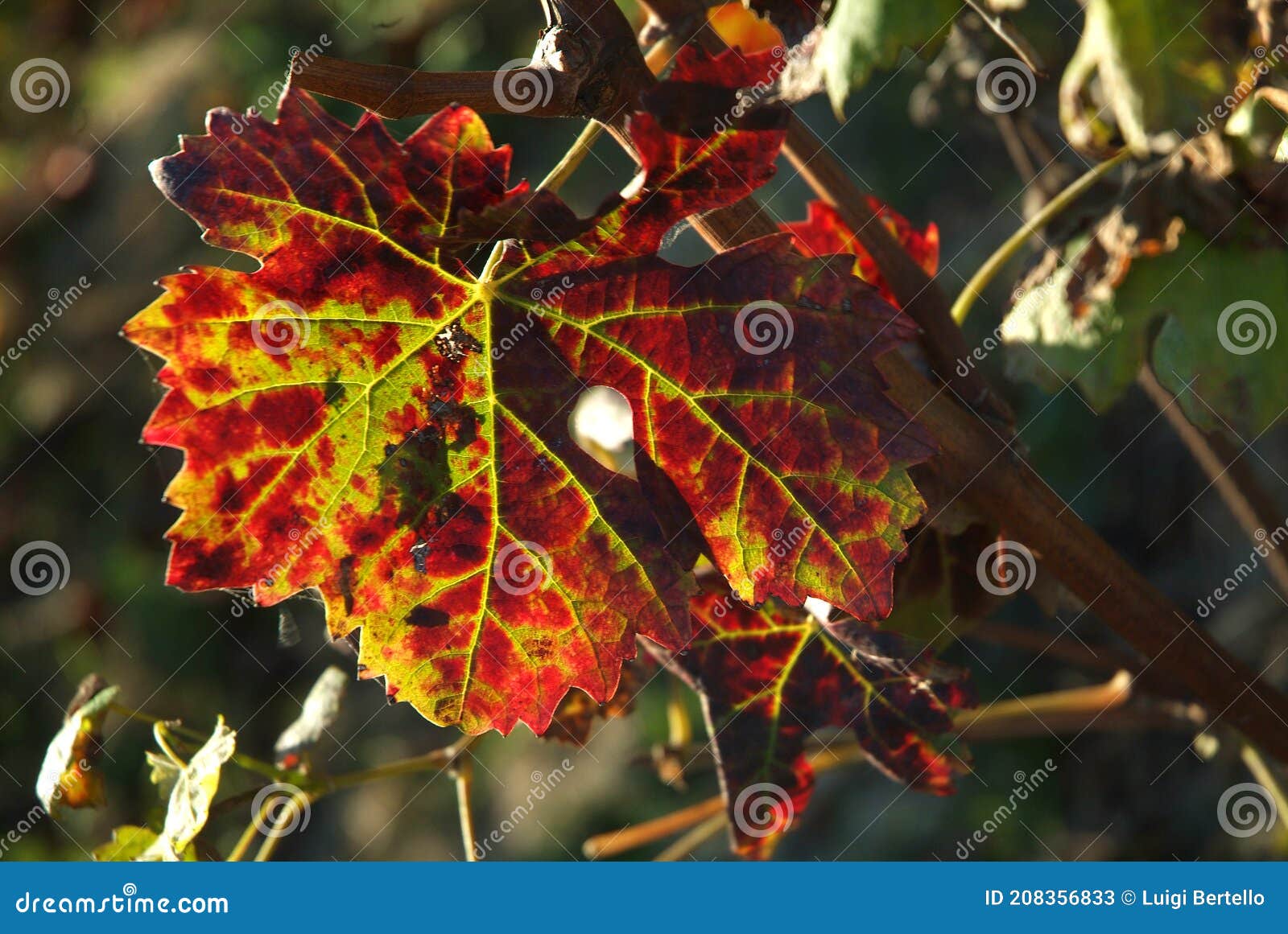 Colorful Grapevine Tree Leaves in Autumnal Season Stock Image - Image ...